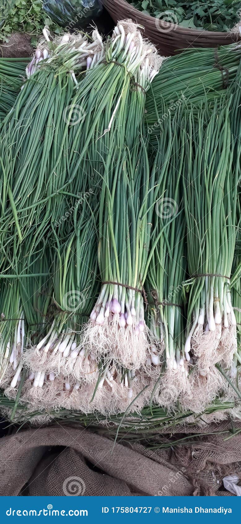 A Lots of Spring Onions Used To Eat Stock Image - Image of onions ...