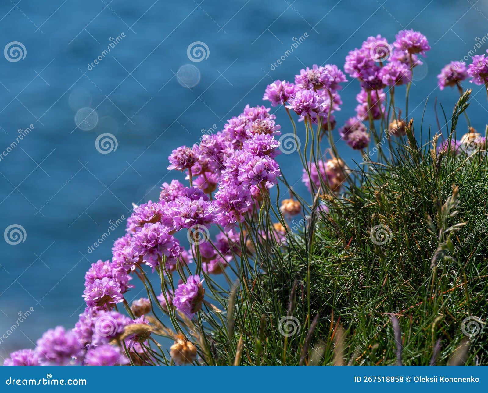 Lots of Spring Purple Flowers on the Background of the Lake Stock Photo ...