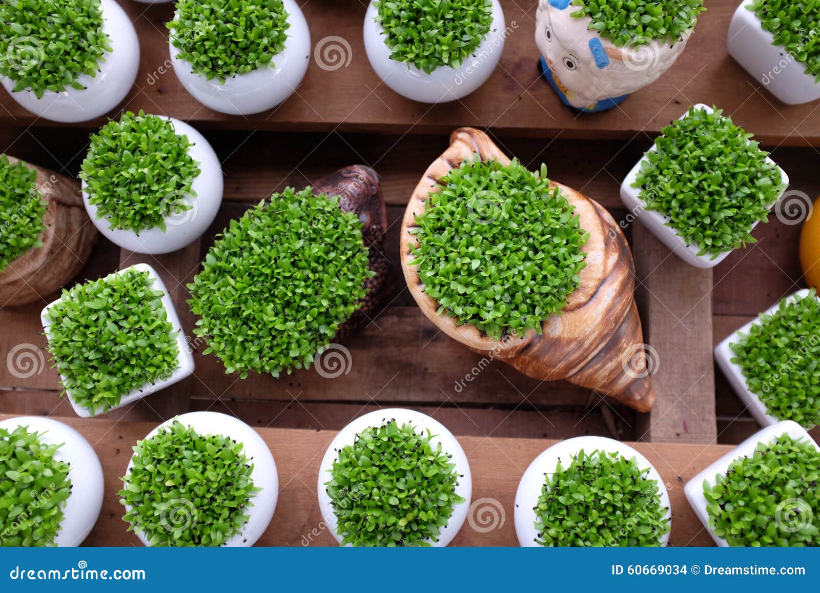 Lots of sprout stock photo. Image of plant, peaceful - 60669034