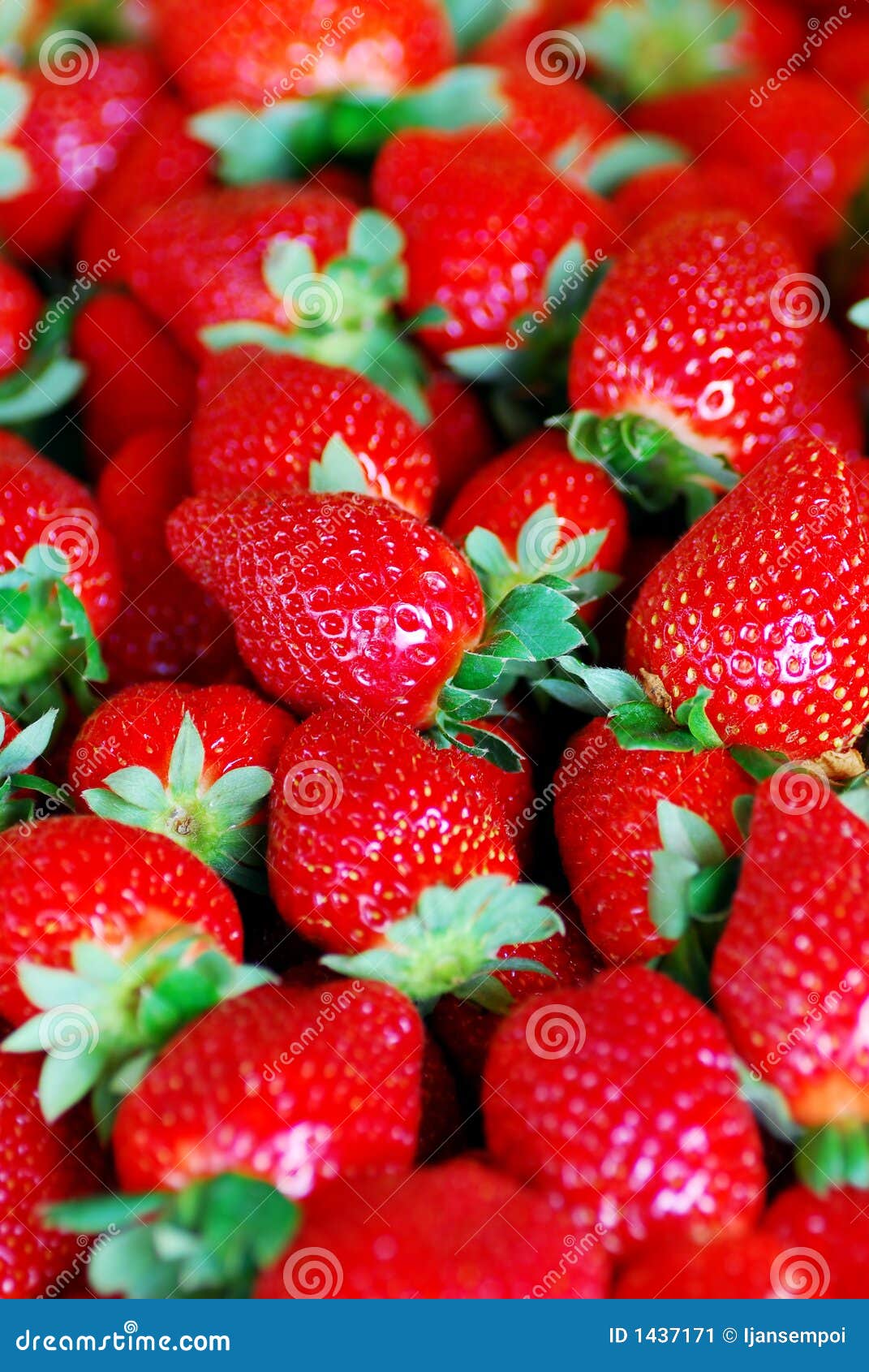 Lots of strawberries stock image. Image of strawberry - 1437171