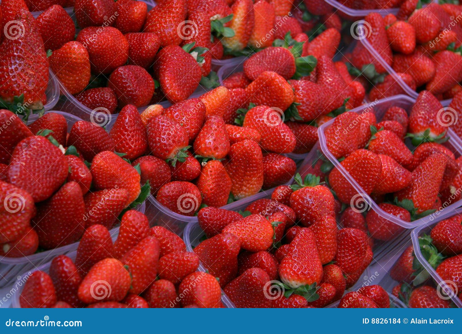 Lots of strawberries stock photo. Image of foodstuffs - 8826184