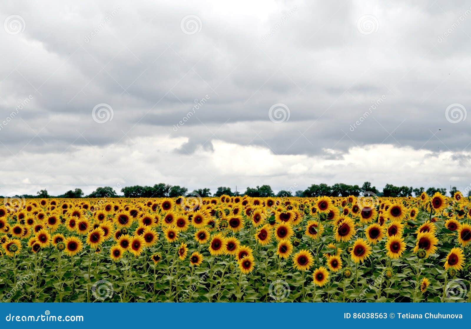 Lots of Sunflowers on the Field Under Stormy Sky Stock Image - Image of ...
