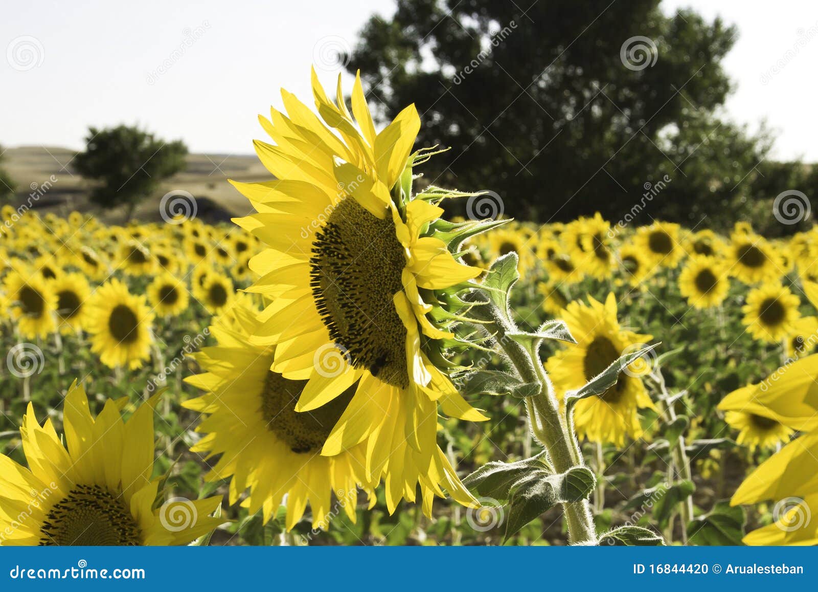 Lots of Sunflowers on a Wide Field Stock Photo - Image of insect ...