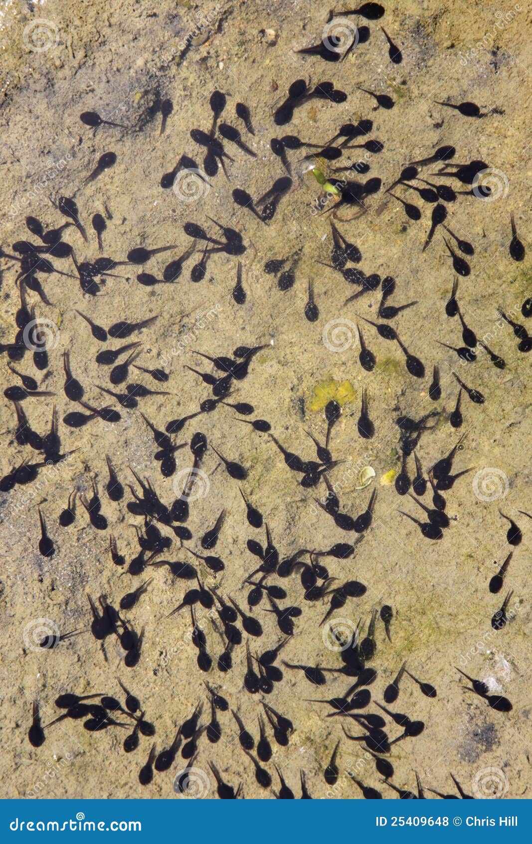 Lots of Tadpoles stock photo. Image of toads, toad, pollywogs - 25409648