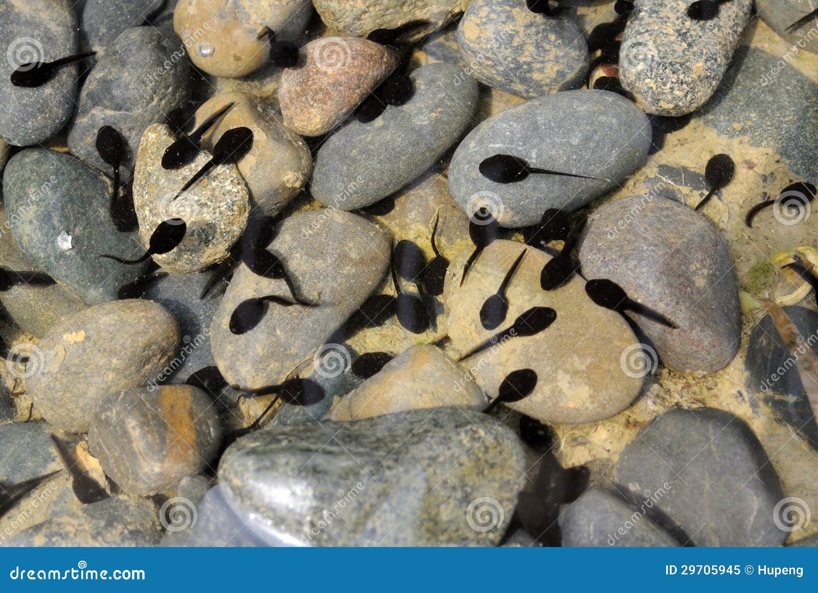 Tadpole stock image. Image of aquatic, growth, black - 29705945
