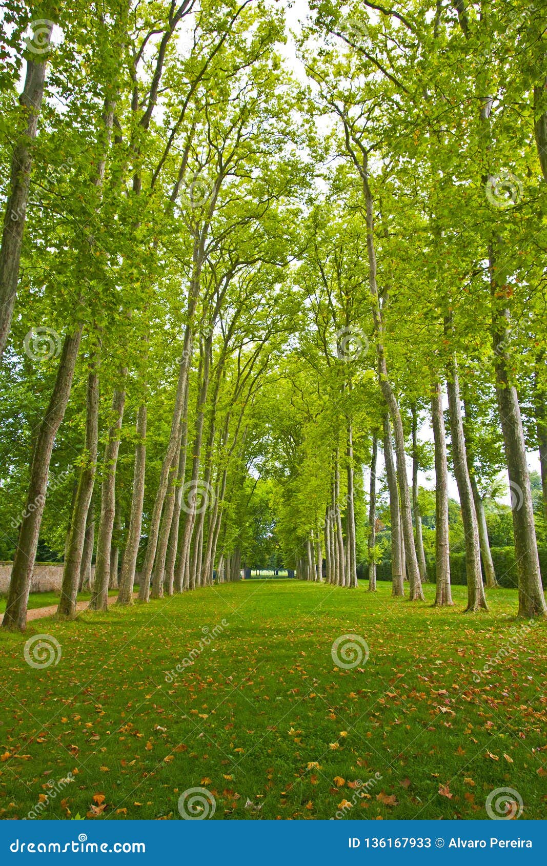 Lots of Tall Trees Aligned in Garden of Versailles Stock Image - Image ...