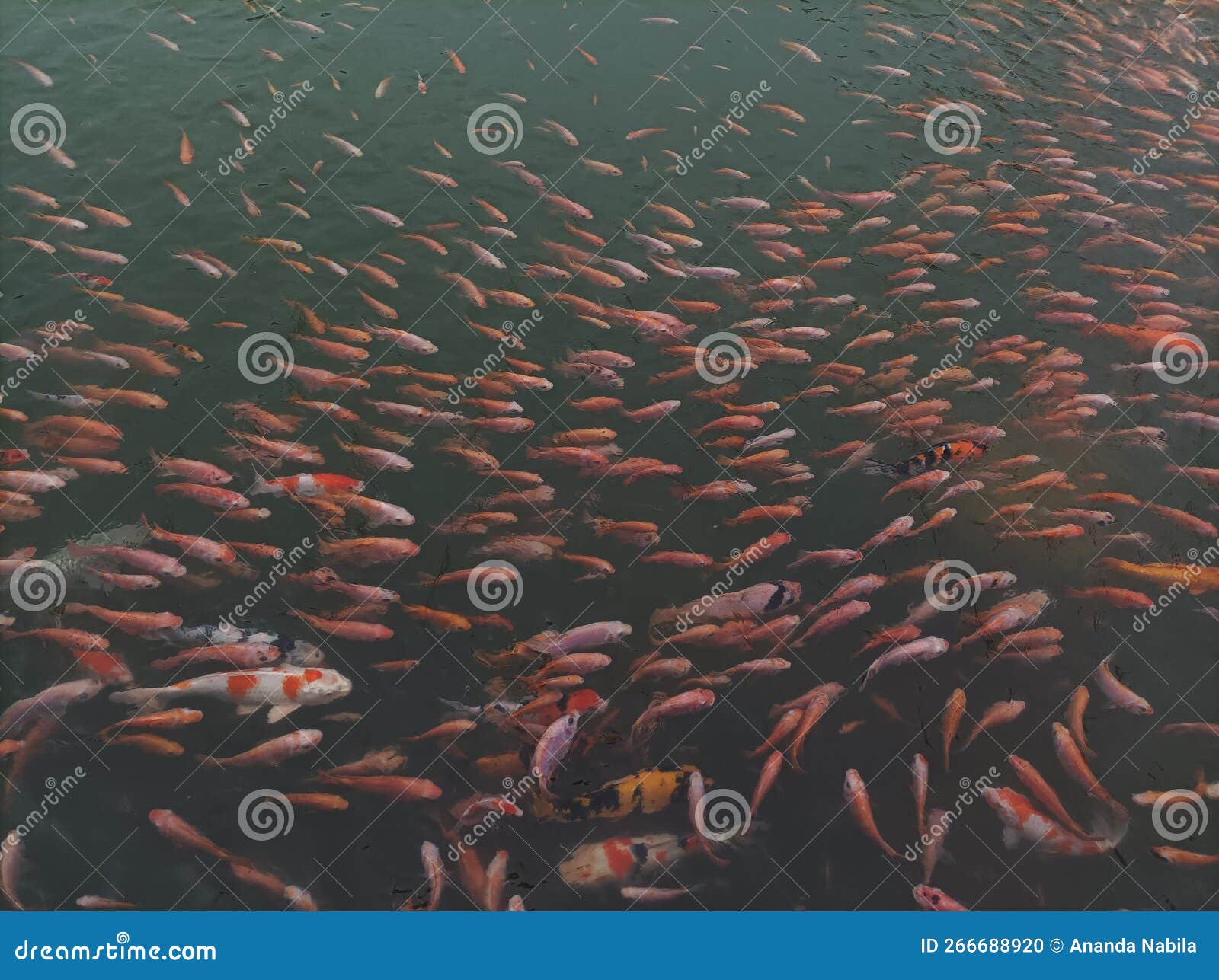 Lots Of Koi And Tilapia Fish In The Pond Stock Image | CartoonDealer ...