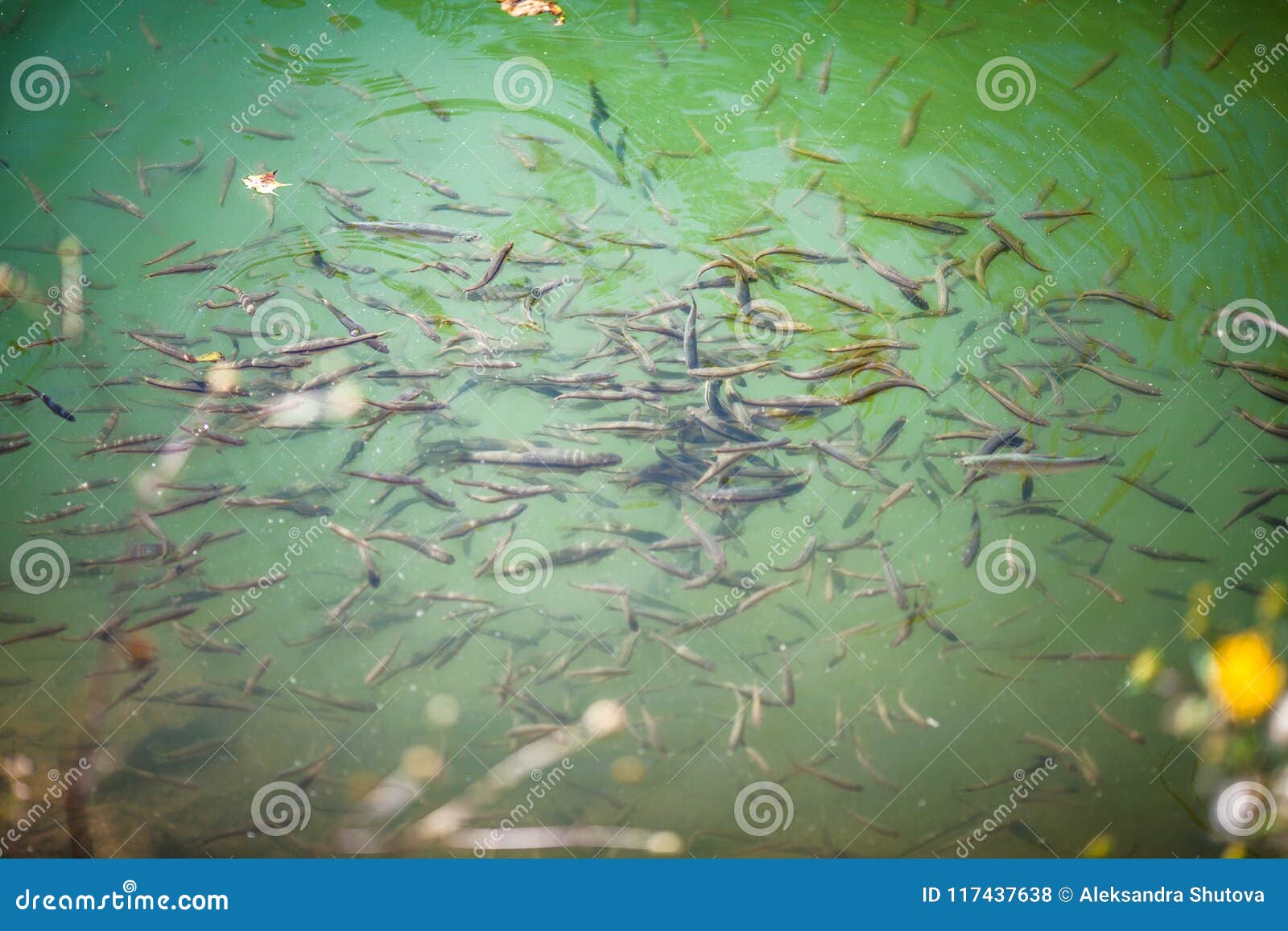 Lots of Tiny Fish in a Lake. Stock Photo - Image of mouth, color: 117437638