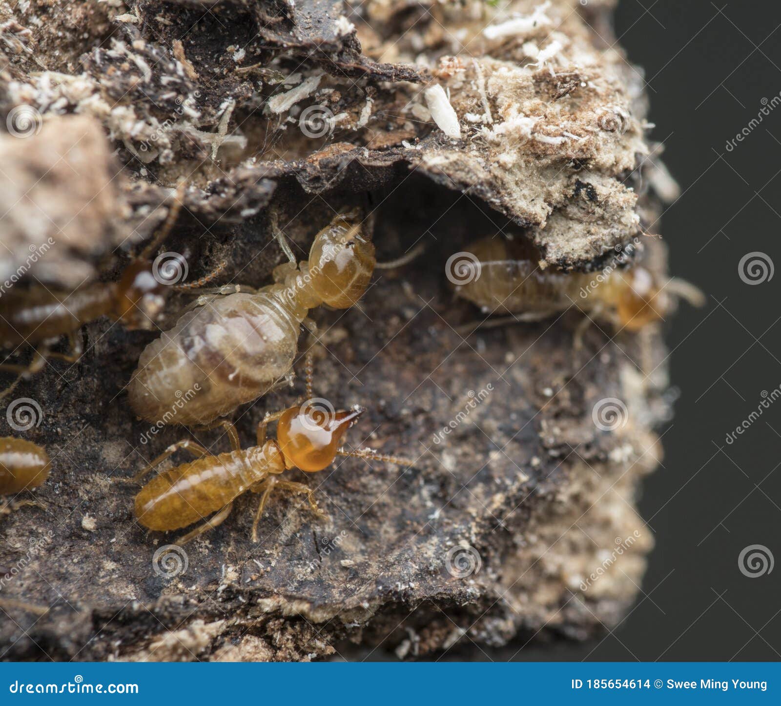 Lots of Tiny Termites on the Dried or Dead Tree Bark Stock Photo ...