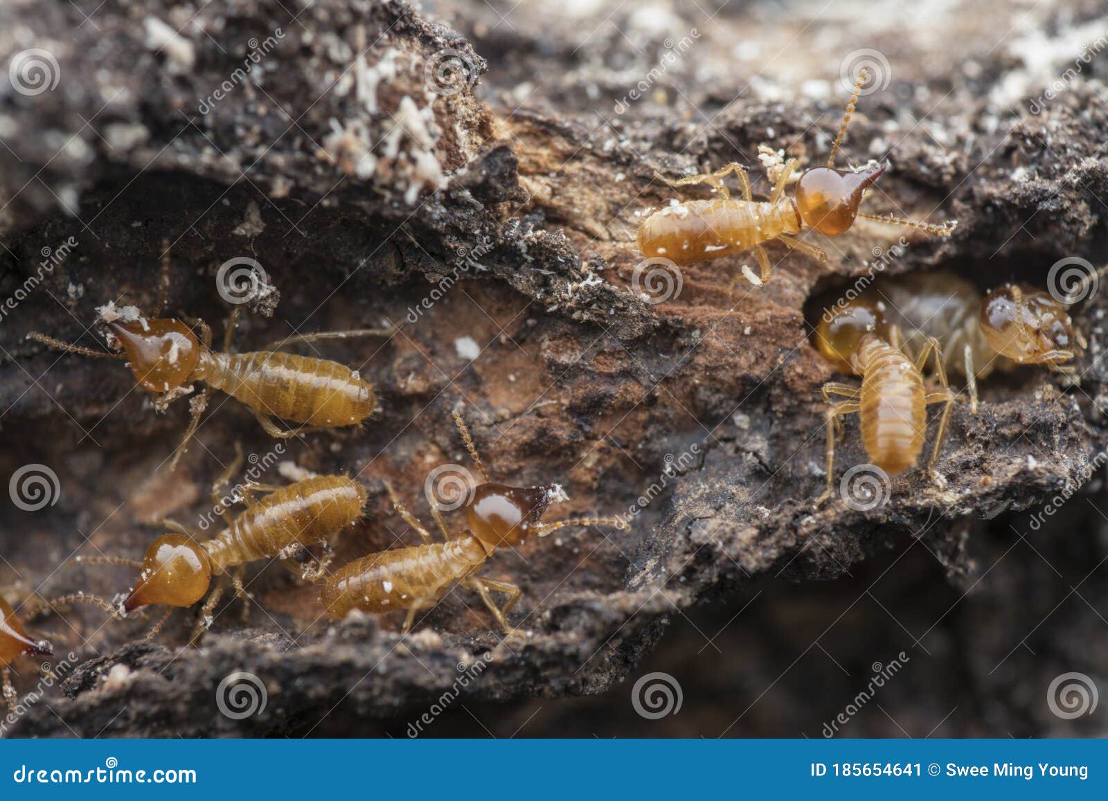 Lots of Tiny Termites on the Dried or Dead Tree Bark Stock Image ...
