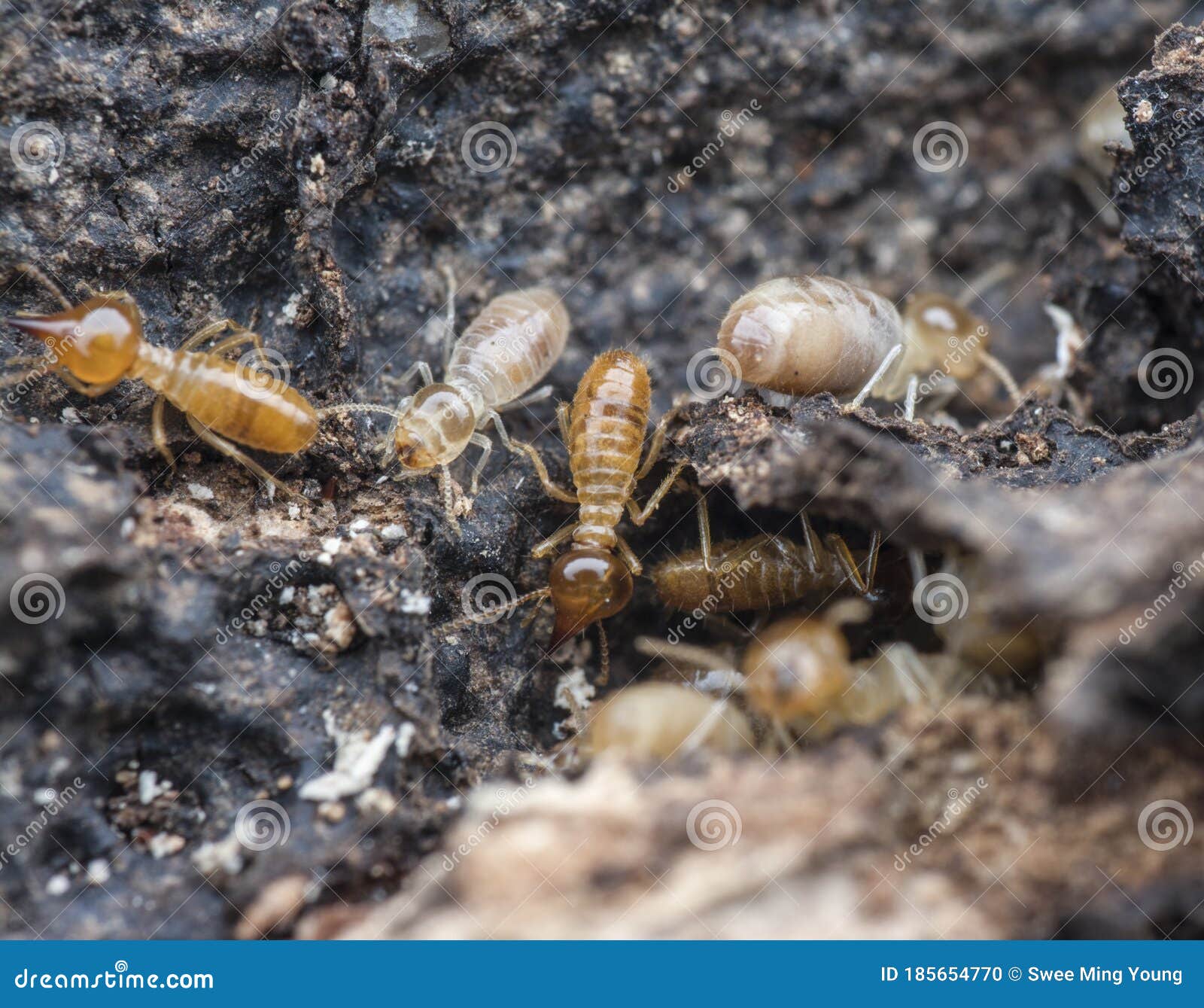 Lots of Tiny Termites on the Dried or Dead Tree Bark Stock Photo ...