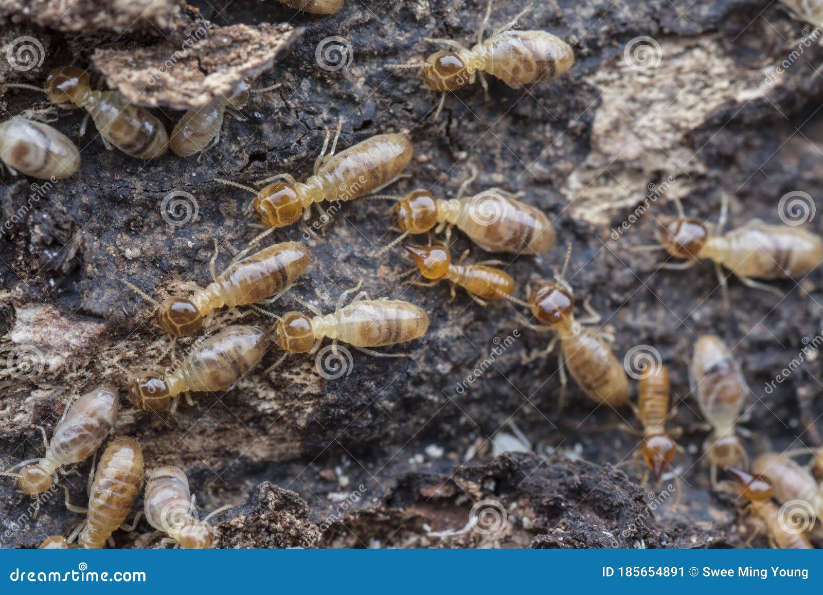 Lots of Tiny Termites on the Dried or Dead Tree Bark Stock Image ...
