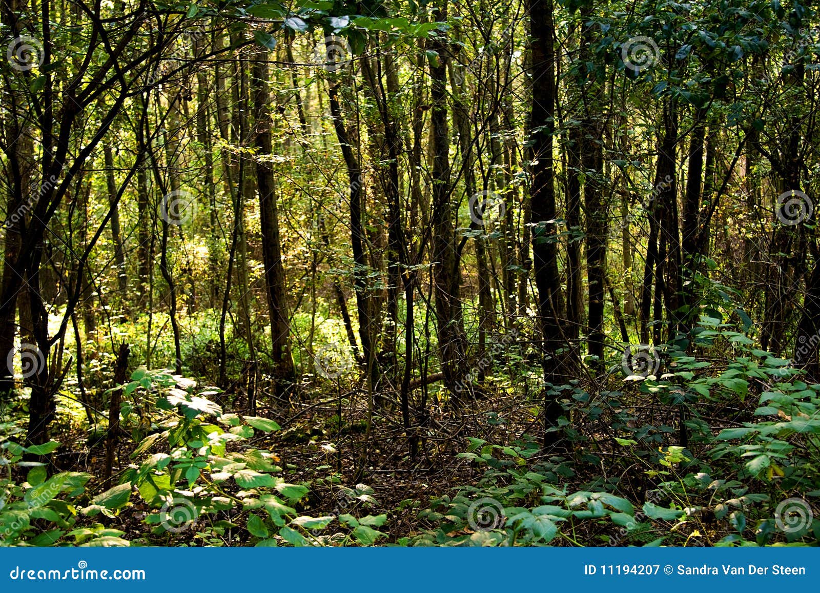 Lots of trees stock image. Image of autumn, plants, forest - 11194207