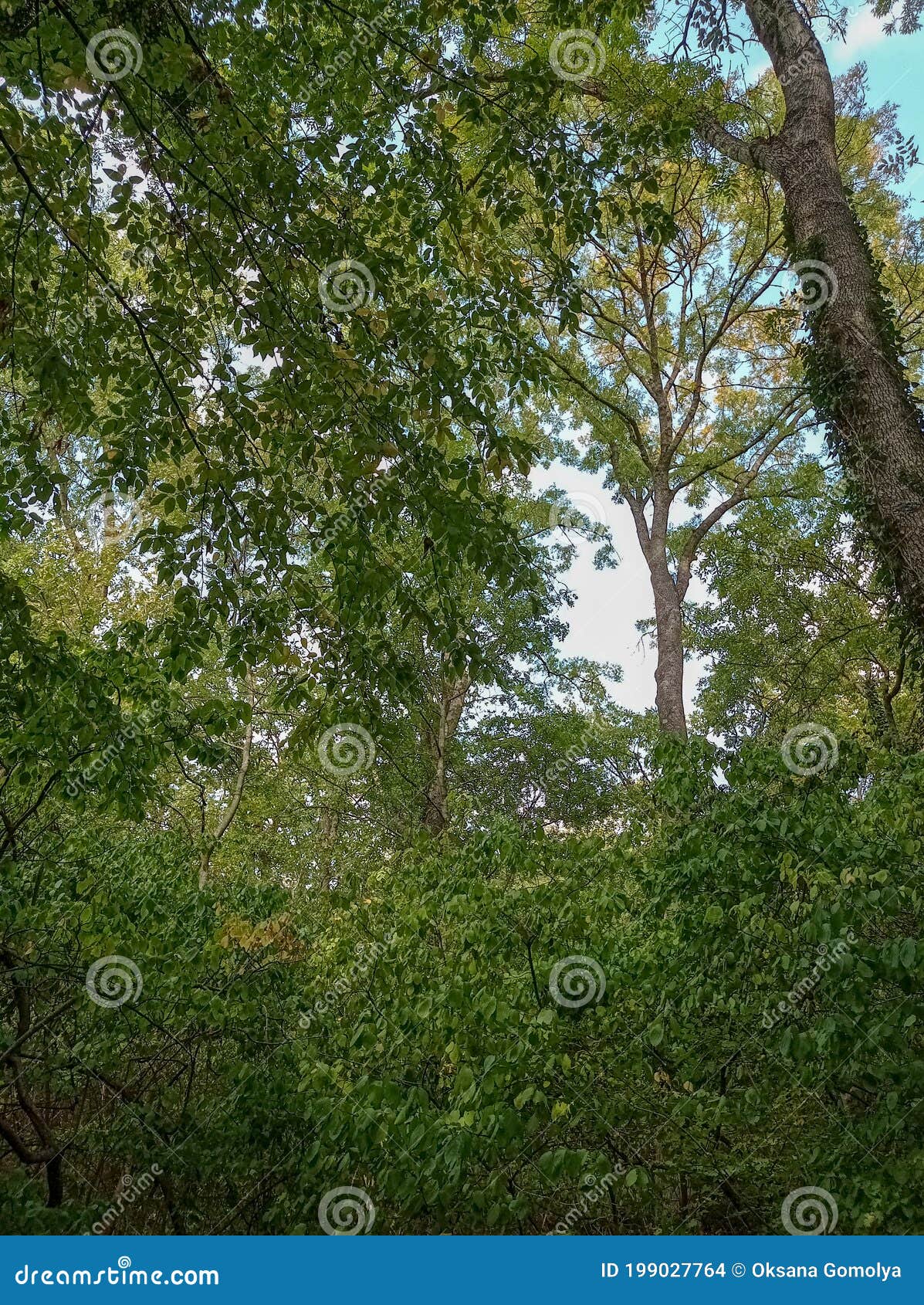 Lots of trees and shrubs. stock photo. Image of branch - 199027764