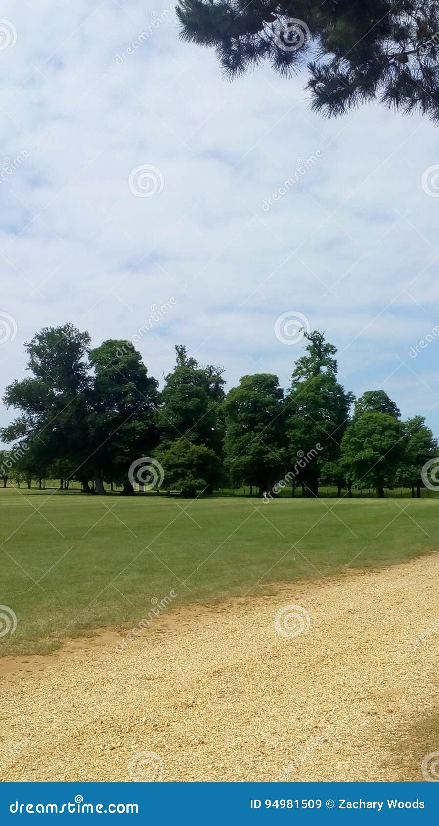 Lots of trees stock image. Image of path, trees, long - 94981509