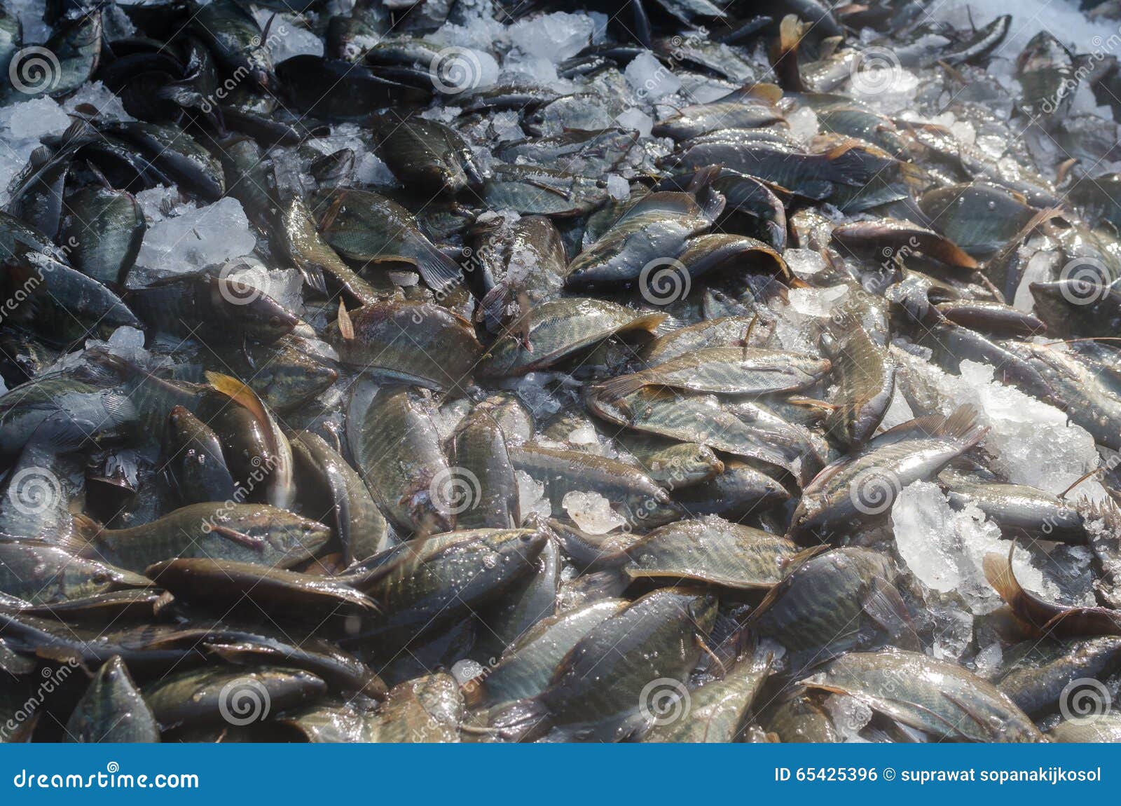 Trichogaster Pectoralis Or Gourami Fish ,freshwater Fish,asia Isolated ...