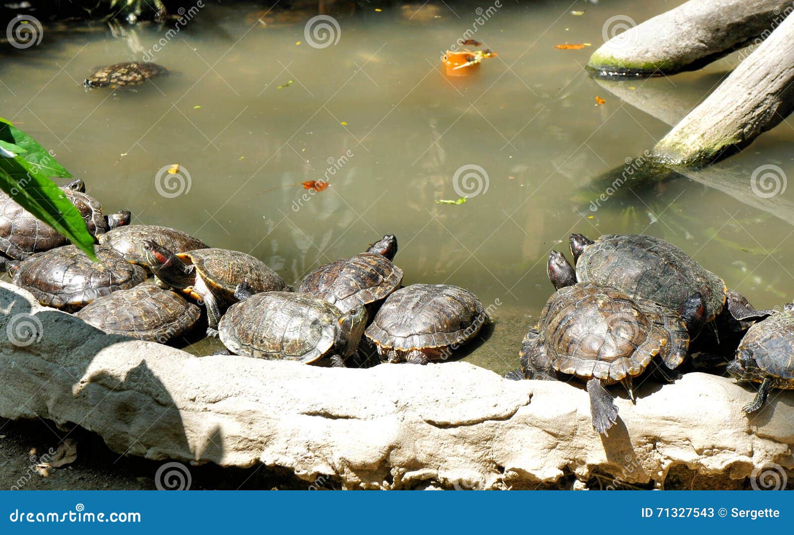 Lots of Turtles in the Pool at the Zoo. Stock Image - Image of rock ...