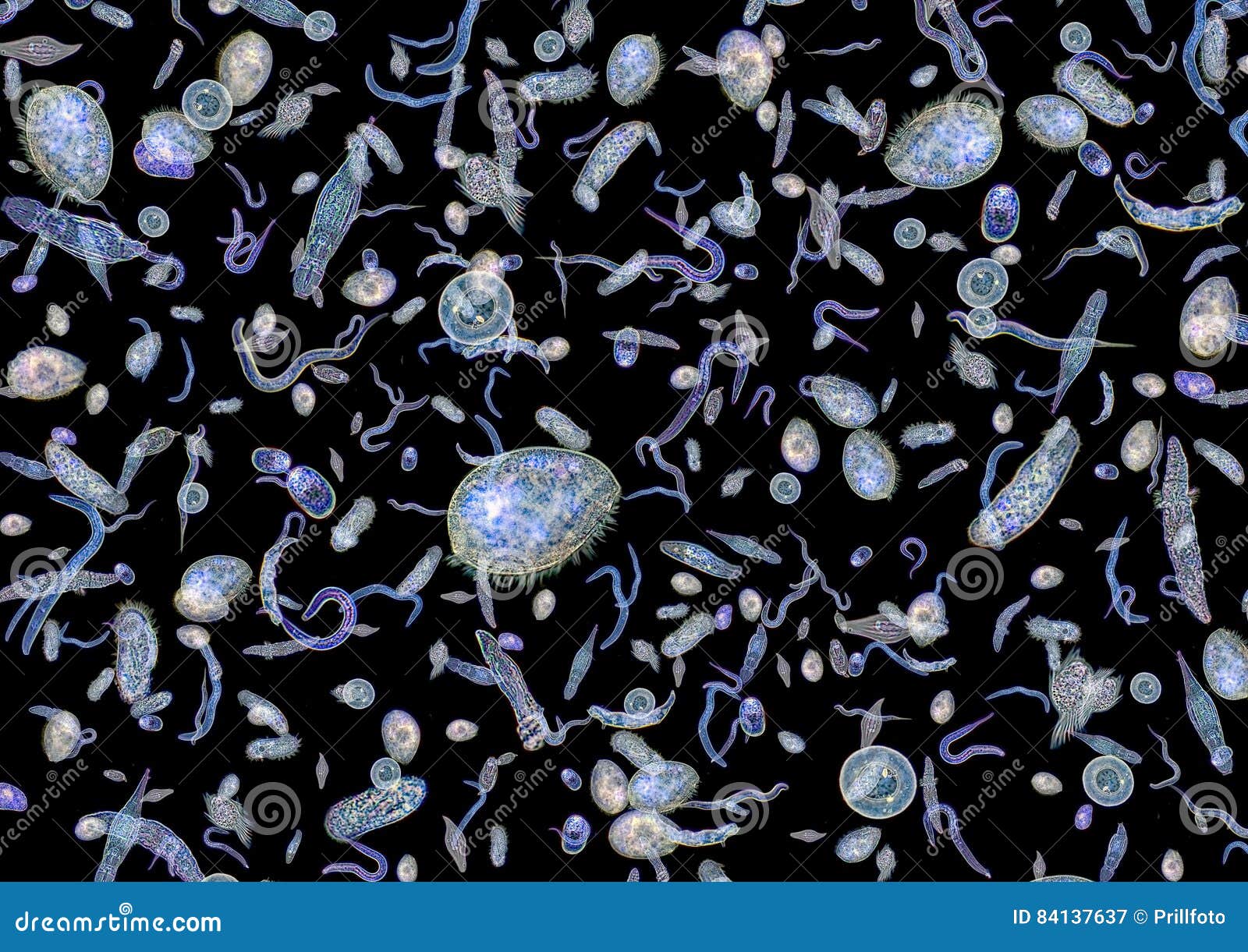 Lots of Various Microorganisms Stock Image - Image of phytoplankton ...