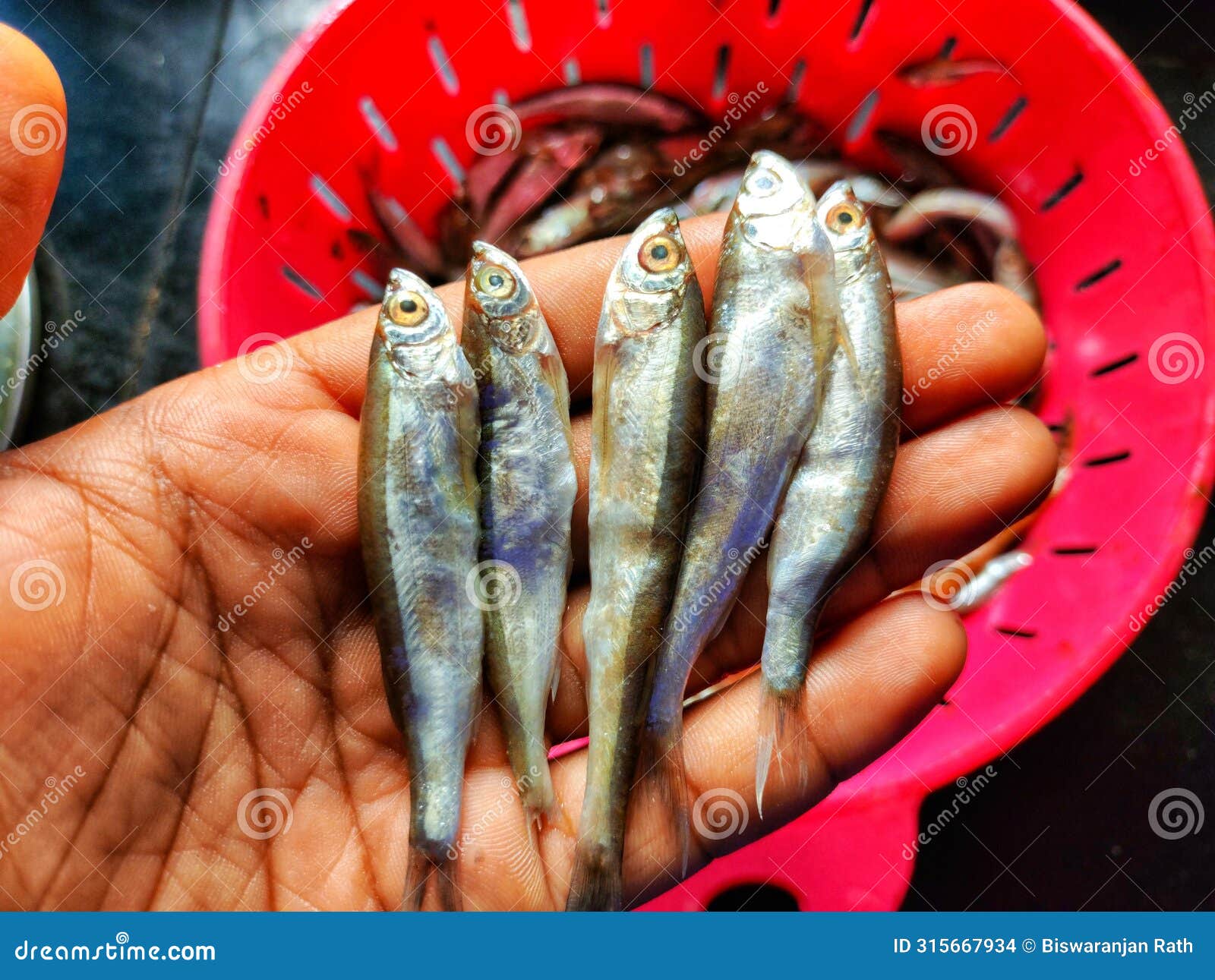Lots of Very Nutirition Rich Small Fish in Hand HD Stock Photo - Image ...