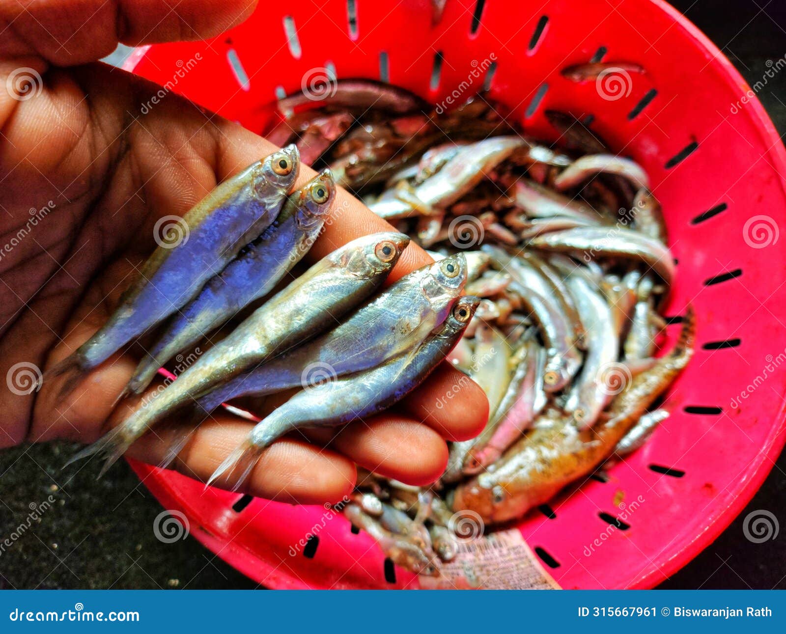 Lots of Very Nutirition Rich Small Fish in Hand HD Stock Image - Image ...