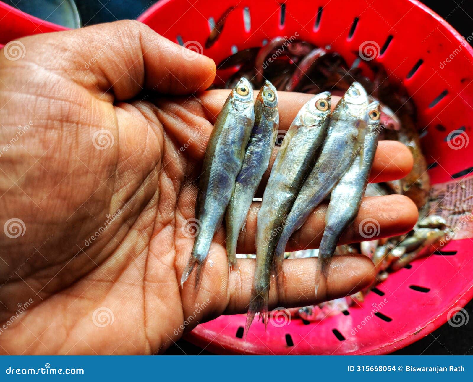 Lots of Very Nutirition Rich Small Fish in Hand HD Stock Photo - Image ...