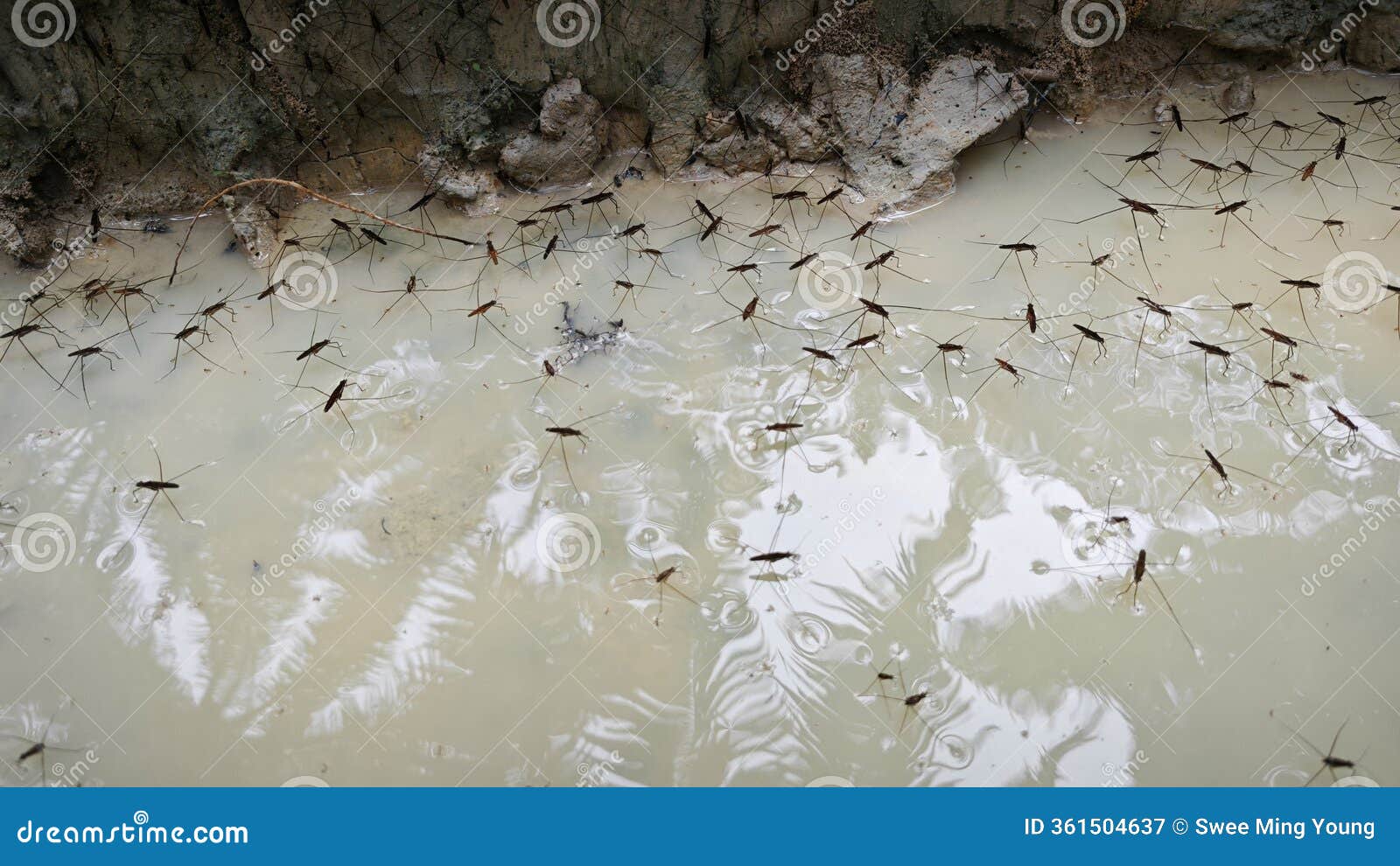 Lots of Water Strider Insects Walking on the Chalky Water Surface ...