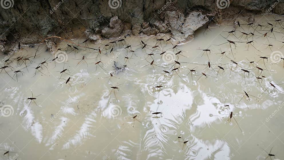 Lots of Water Strider Insects Walking on the Chalky Water Surface ...