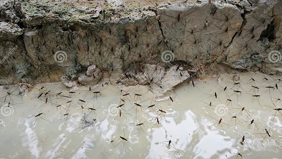 Lots of Water Strider Insects Walking on the Chalky Water Surface ...