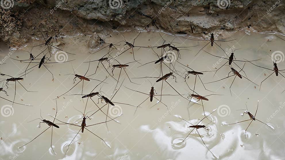 Lots of Water Strider Insects Walking on the Chalky Water Surface ...