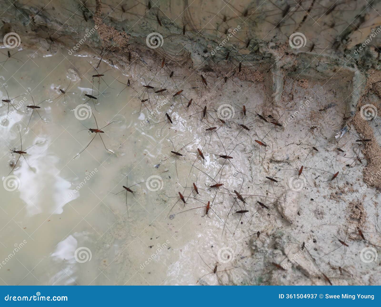 Lots of Water Strider Insects Walking on the Chalky Water Surface ...