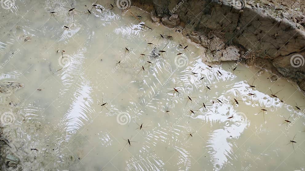 Lots of Water Strider Insects Walking on the Chalky Water Surface ...