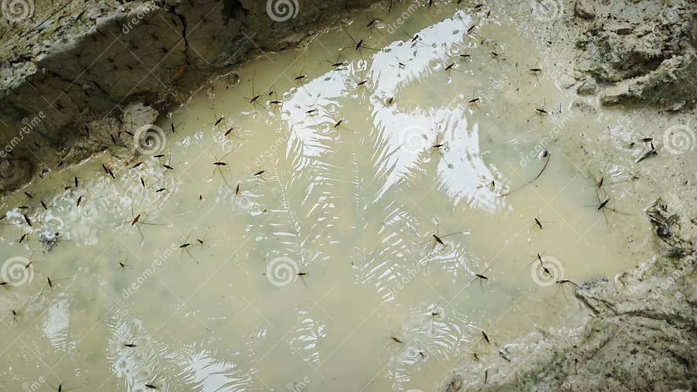 Lots of Water Strider Insects Walking on the Chalky Water Surface ...