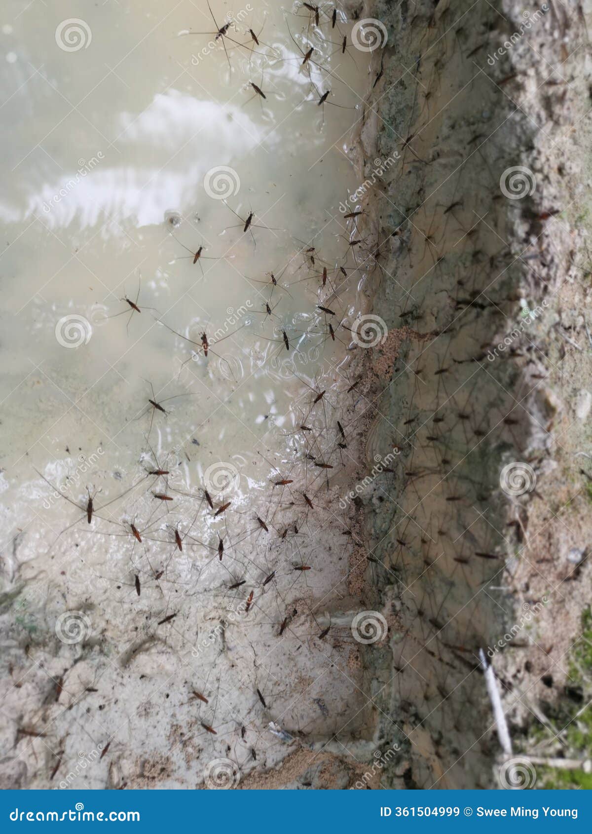 Lots of Water Strider Insects Walking on the Chalky Water Surface ...