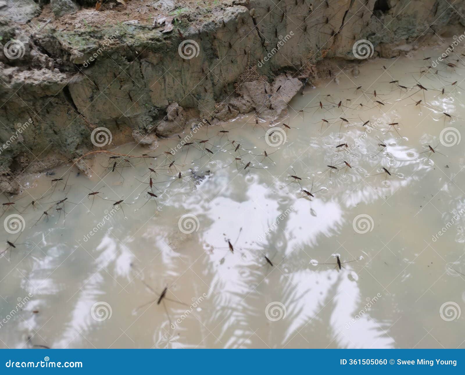 Lots of Water Strider Insects Walking on the Chalky Water Surface ...