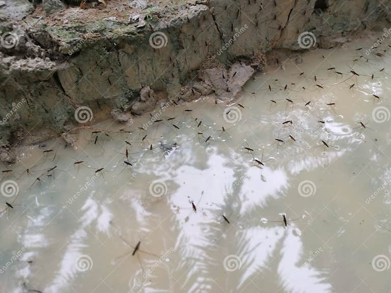 Lots of Water Strider Insects Walking on the Chalky Water Surface ...