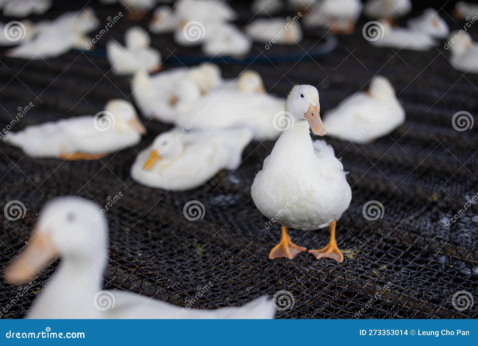 Lots of White Duck in Field Stock Photo - Image of domestic, nature ...