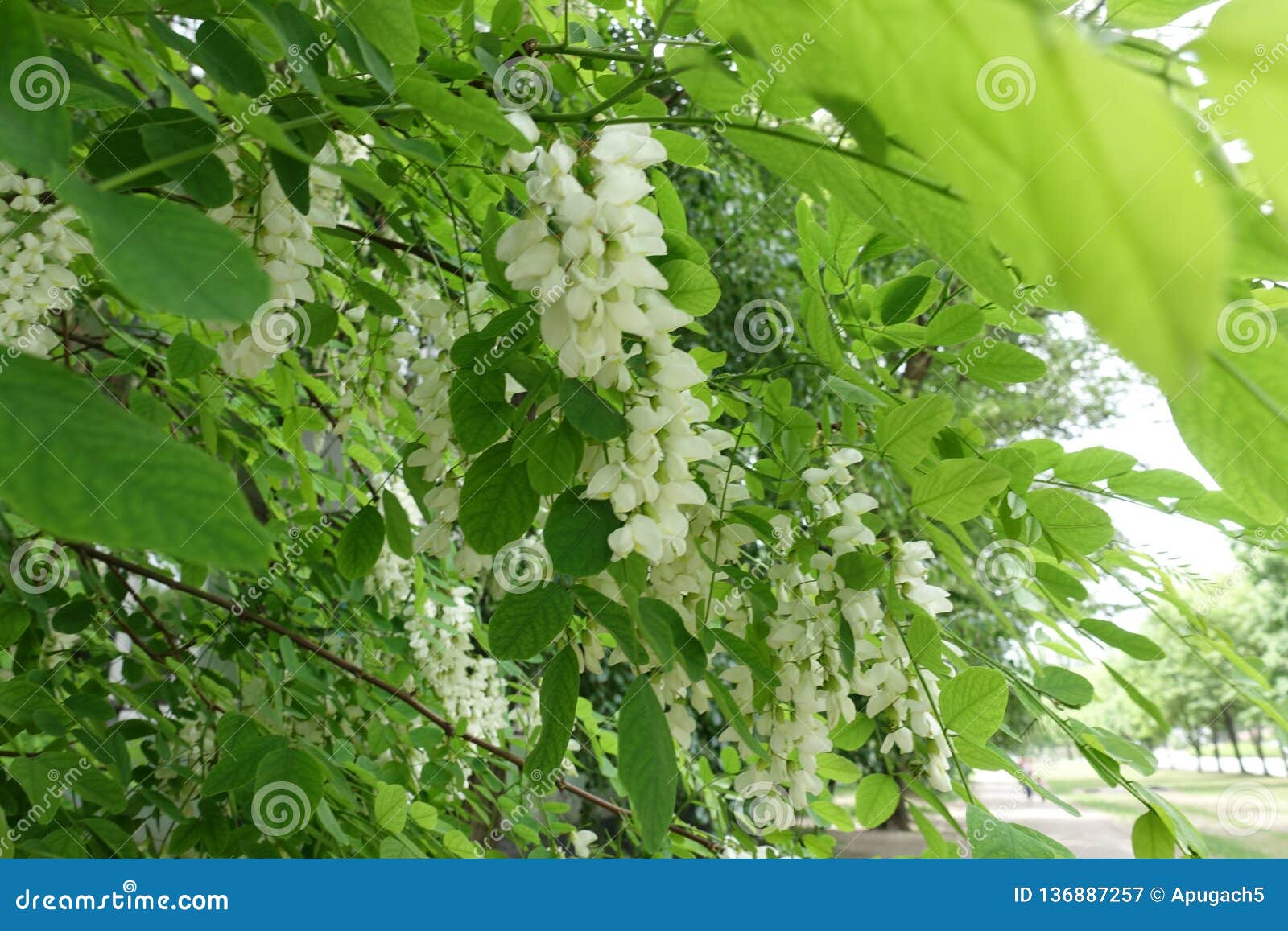 Lots of White Flowers of Black Locust Stock Image - Image of flowers ...