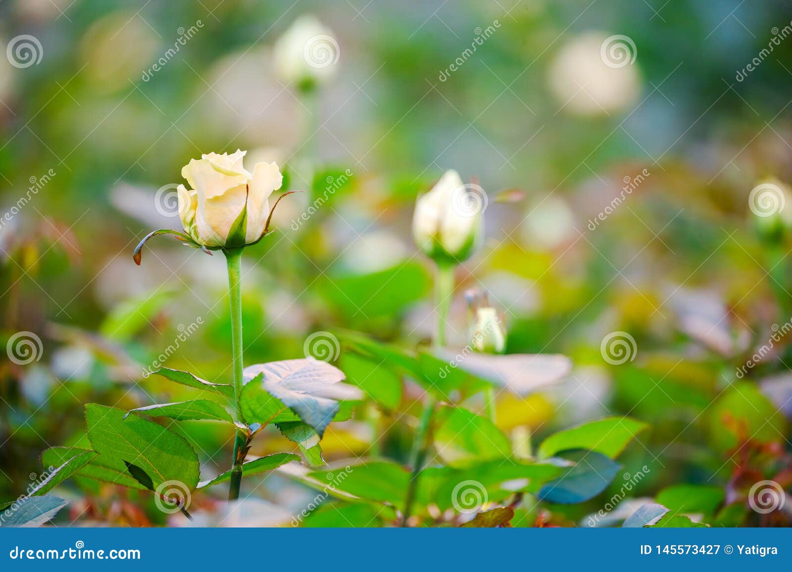 Lots of White Roses on a Green Bush in the Garden Stock Image - Image ...