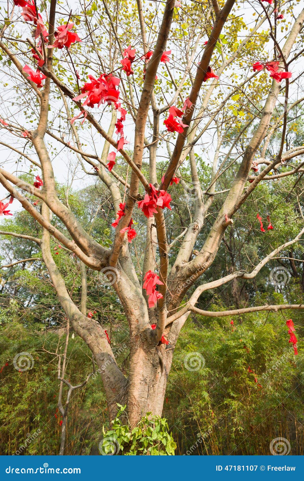 Lots of Wishing Ribbon Hanging Stock Image - Image of praying, year ...