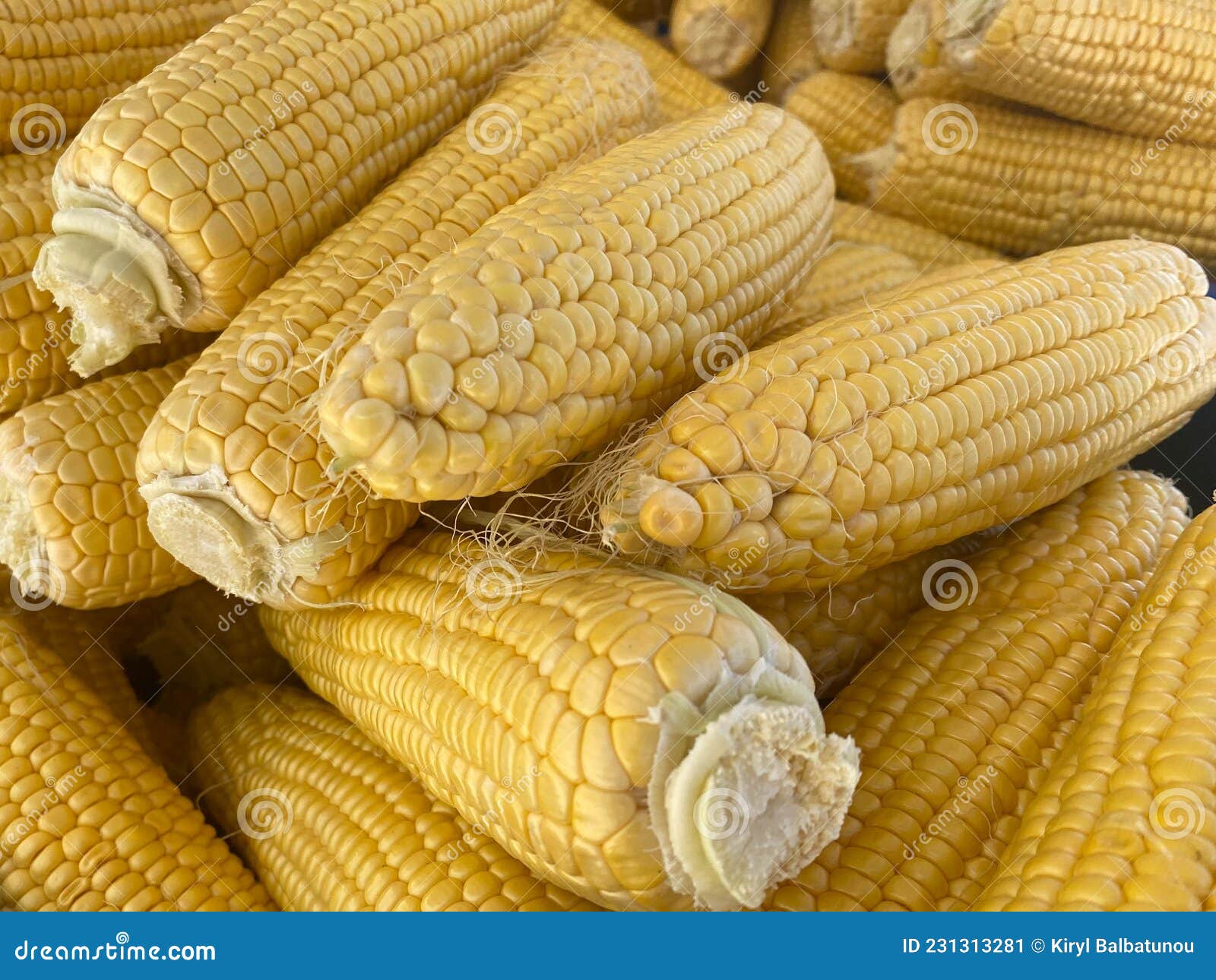 Lots of Yellow Corns. Fresh Corns As Background Stock Image - Image of ...