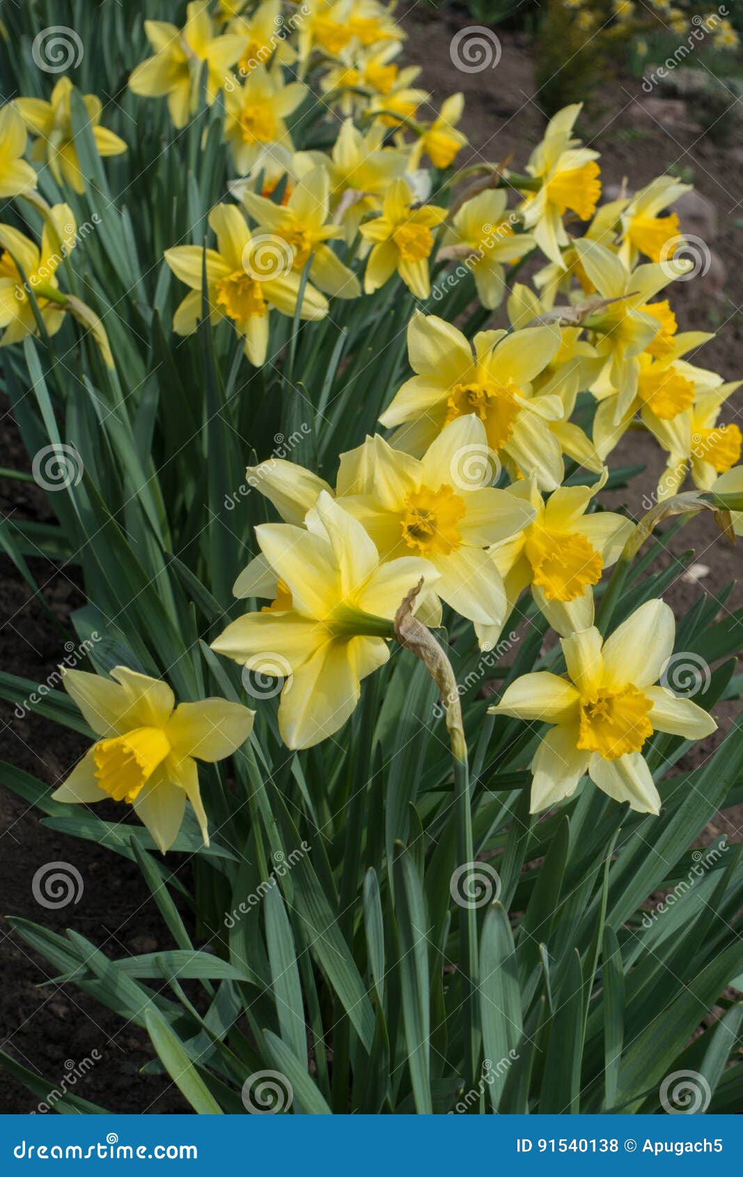 Lots of Yellow Daffodils in the Park in Spring Stock Photo - Image of ...