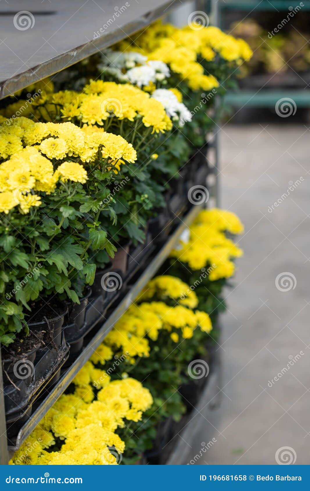 Image of Lots of Yellow Flowers Stock Photo - Image of nature, flower ...