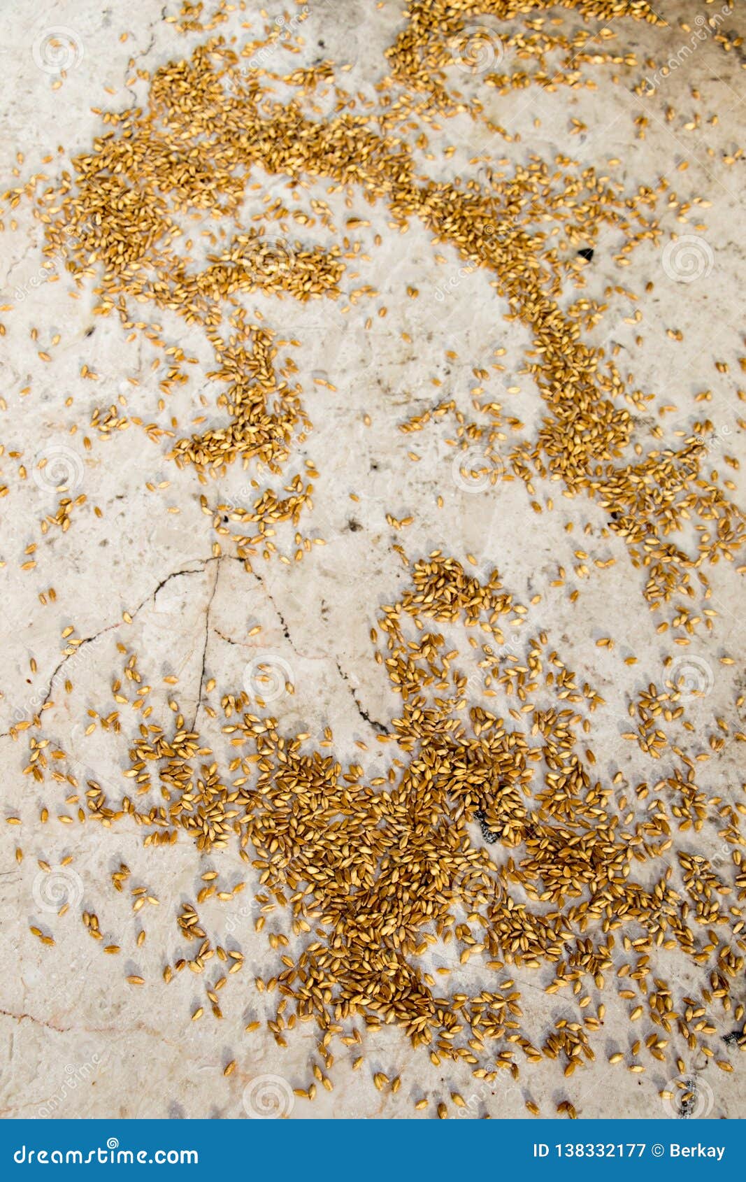 Lots of Yellow Grains on the View Stock Image - Image of stack, grains ...