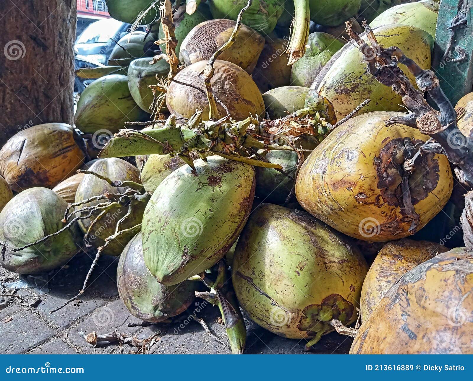 Lots of Young Coconuts Just Harvested Stock Image - Image of coconuts ...