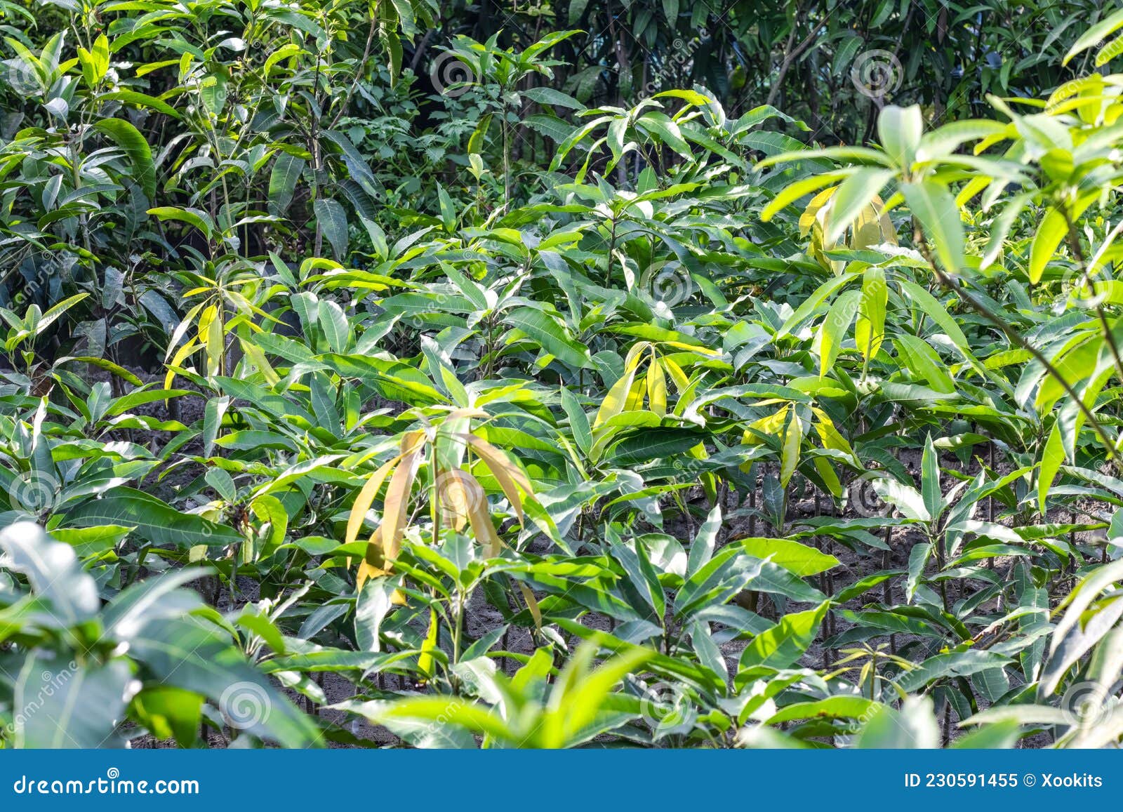 Lots of Young Mango Trees Growing in a Nursery Stock Image - Image of ...