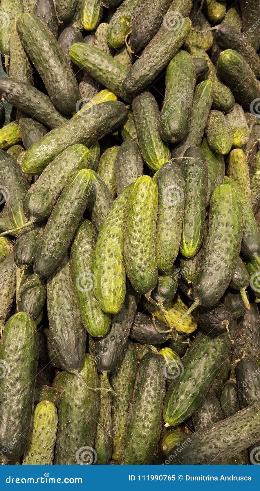 Lott av gurkor fotografering för bildbyråer. Bild av moget - 111990765