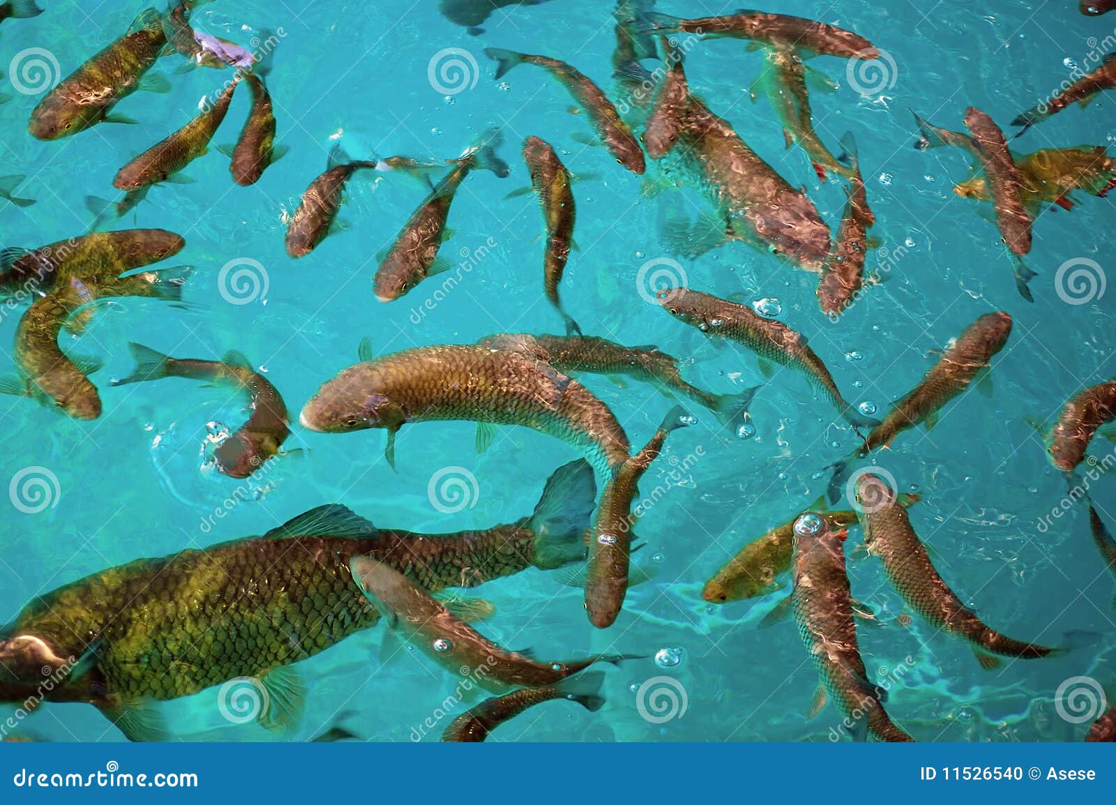 Lotti dei pesci fotografia stock. Immagine di ambiente - 11526540