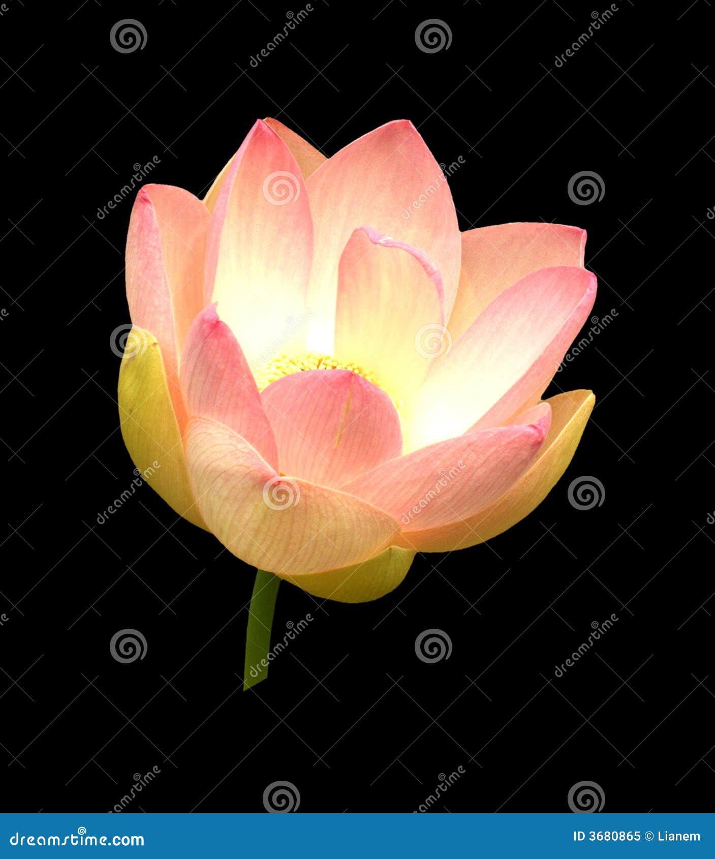 Lotus 05 stock image. Image of bloom, blooms, aquatic - 3680865