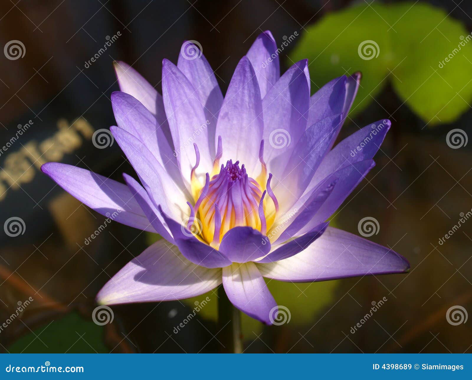 Lotus 05 stock image. Image of floral, asian, floweret - 4398689