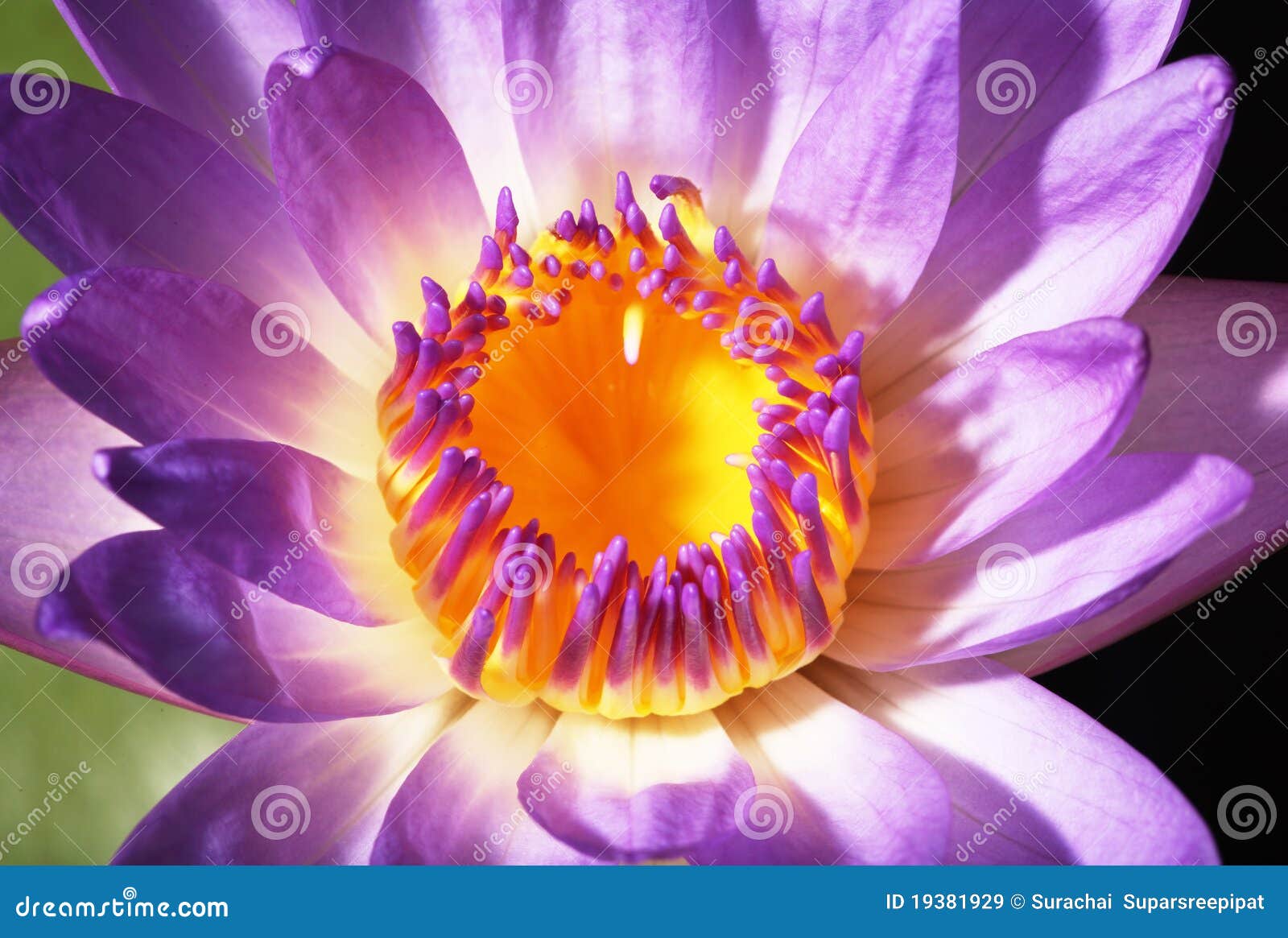 Yellow Coloured Lotus Flower Stock Photos - Free & Royalty-Free Stock ...